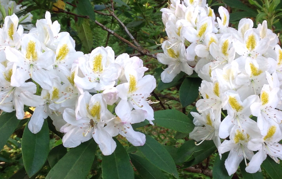 What is the difference between Rhododendrons and Azaleas ? | The ...