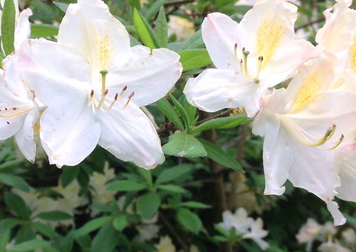 What is the difference between Rhododendrons and Azaleas ? | The ...